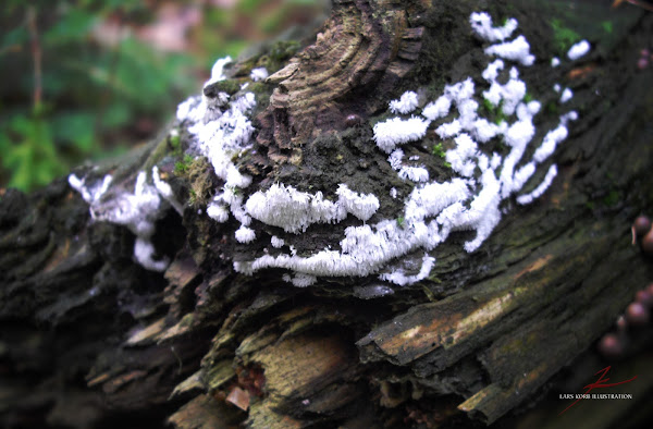 Ice Fingers | Project Noah