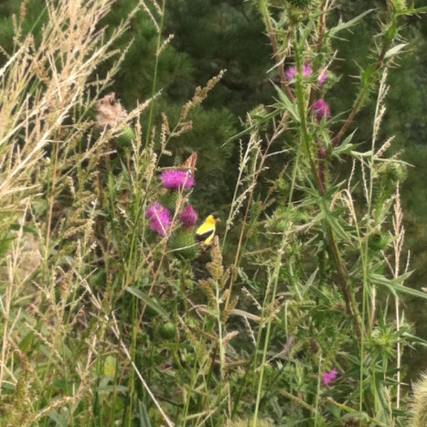 Goldfinch | Project Noah