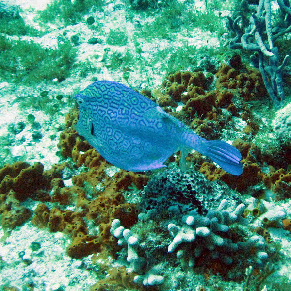 Honeycomb Cowfish | Project Noah