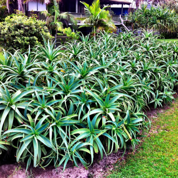 Aloe Vera? | Project Noah