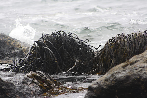 Huiro Negro | Project Noah