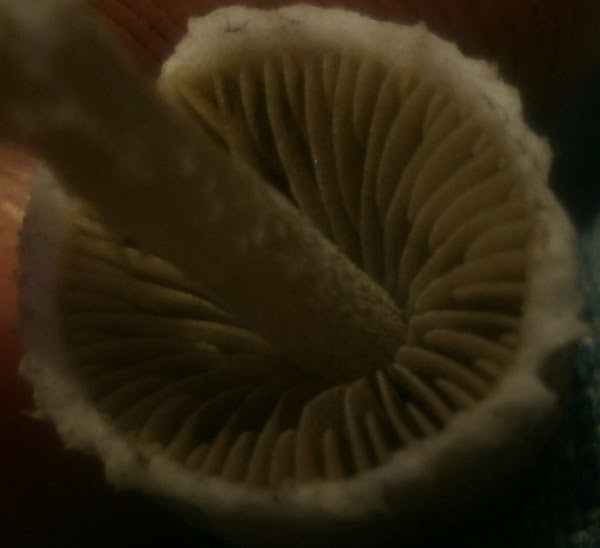 Brittlestem | Project Noah