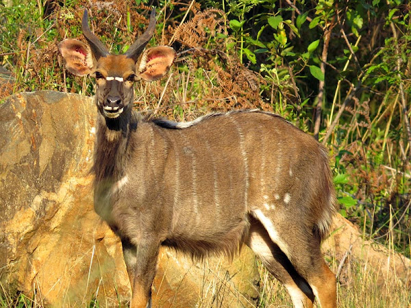 Nyala | Project Noah