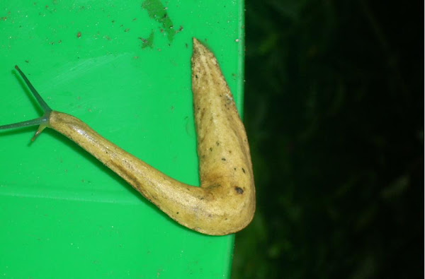 Slug - Lesma gigante Brasil | Project Noah