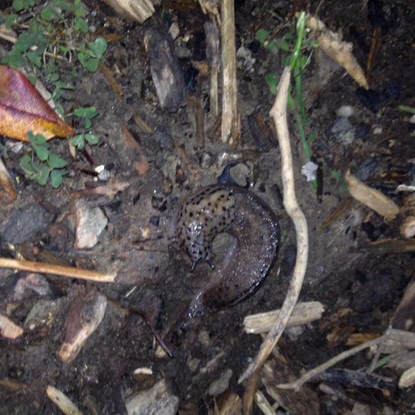 Leopard Slug | Project Noah