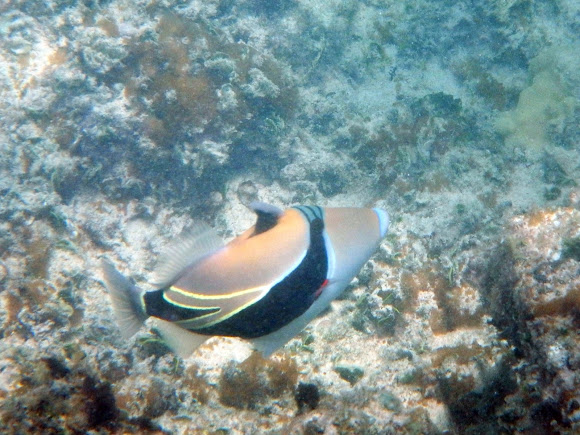 Reef Triggerfish/ humuhumunukunukuapua'a | Project Noah