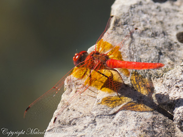 Orange-winged Dropwing | Project Noah