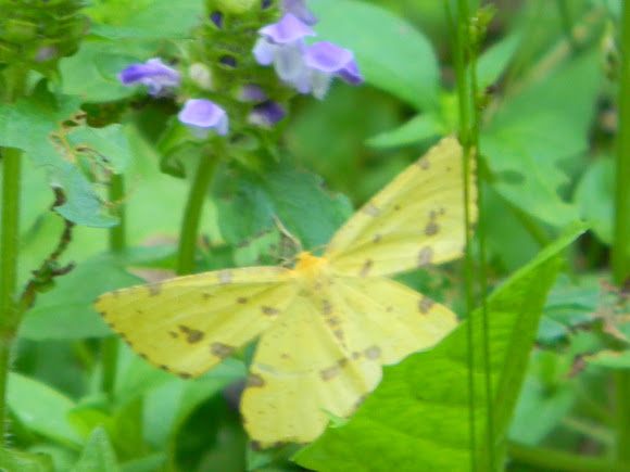 Crocus Geometer | Project Noah