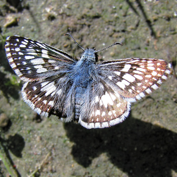Common Checkered-Skipper | Project Noah