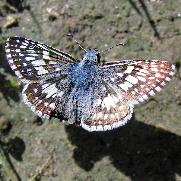 Common Checkered-Skipper | Project Noah