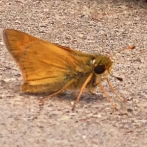 Skipper butterfly | Project Noah