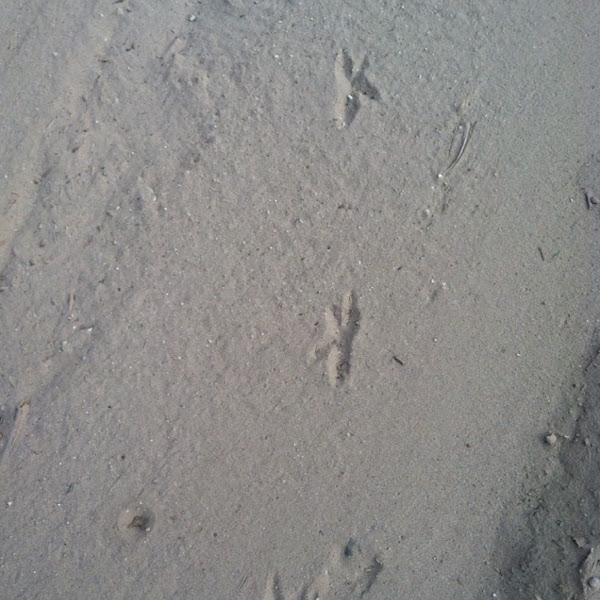 Road Runner tracks | Project Noah