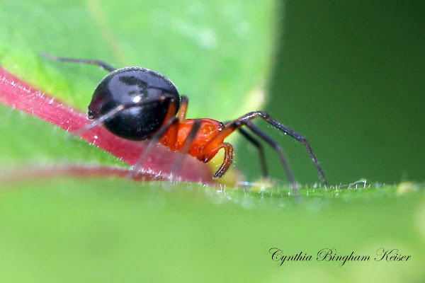 Dwarf Spider | Project Noah