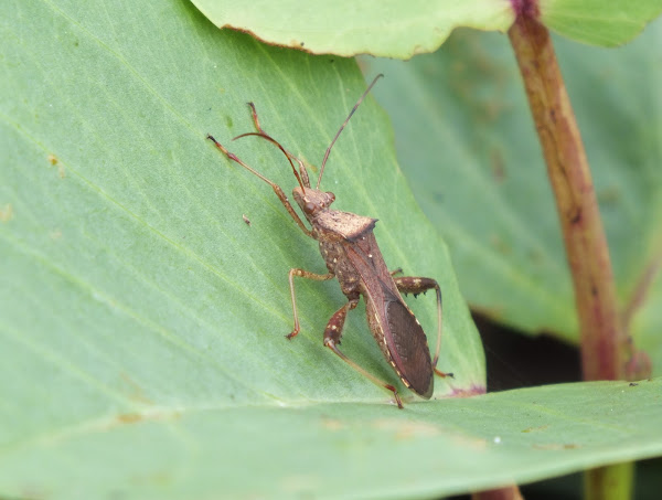 Bean bug | Project Noah