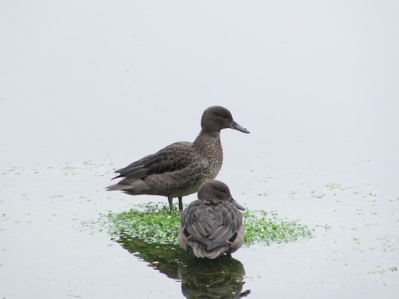 Andean Teal | Project Noah