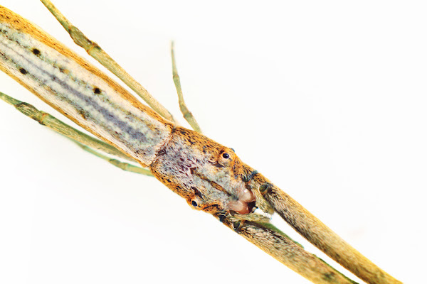 Squid spider | Project Noah