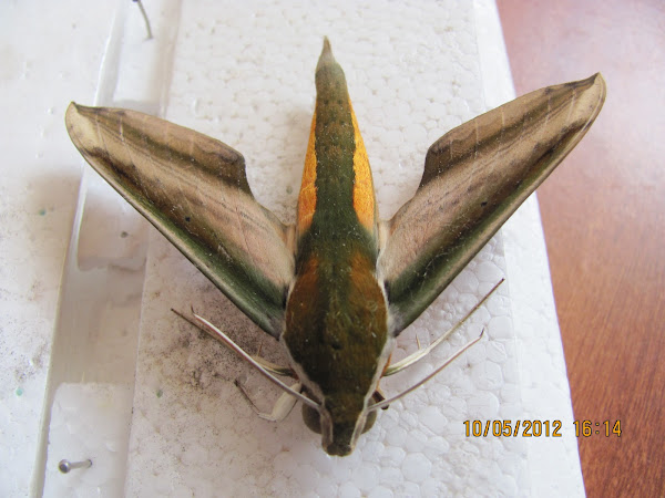 Yam Hawk moth | Project Noah