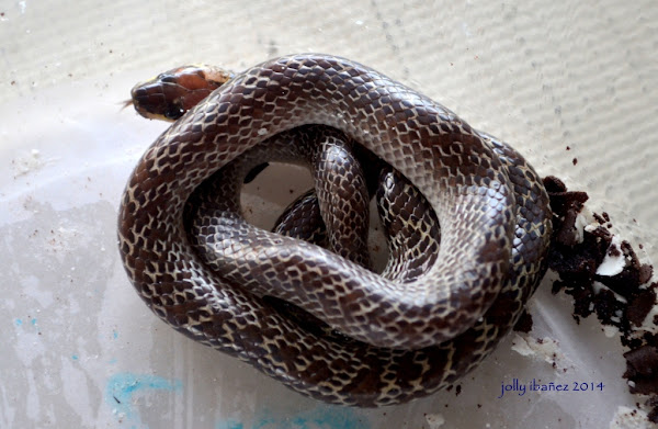 Common Wolf Snake | Project Noah
