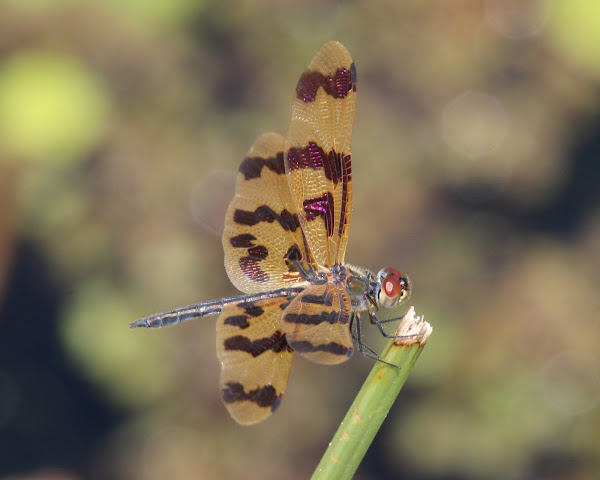 Graphic Flutterer Dragonfly | Project Noah