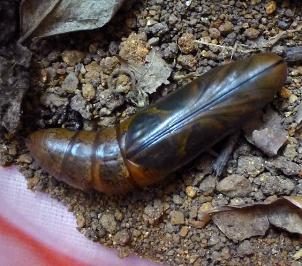 Oleander Hawk Moth Pupa (Day 15) | Project Noah