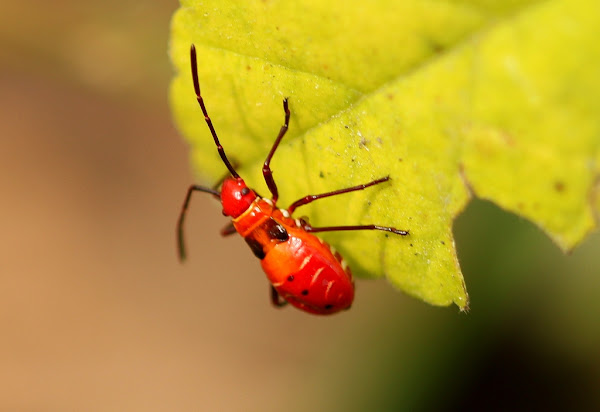 Cotton Stainer Bug (Nymph) | Project Noah