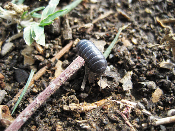 Roly Poly | Project Noah