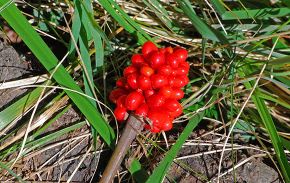 Red Baneberry | Project Noah