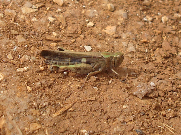 Grasshopper / Obični zeleni skakavac | Project Noah