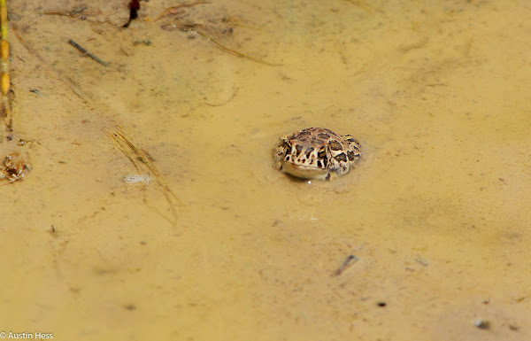 Great Plains Toad | Project Noah