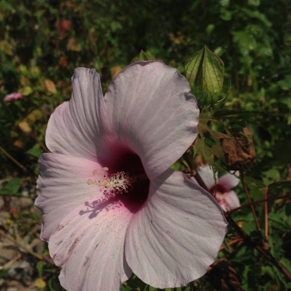 Halberd-leaf Rose-mallow | Project Noah
