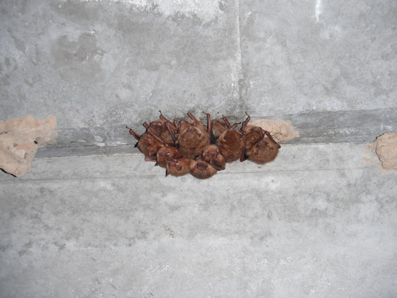 Tri-Colored Bats | Project Noah