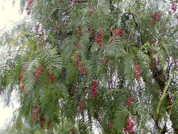 California pepper tree | Project Noah