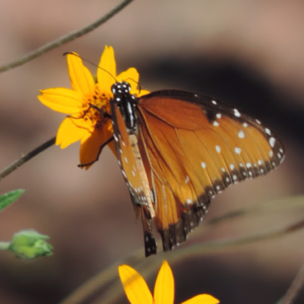 Queen | Project Noah