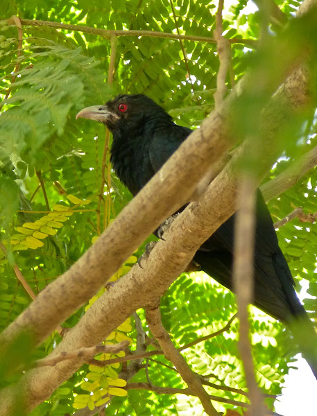 Asian Koel (Male) | Project Noah
