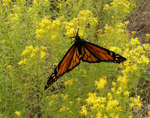 Monarch butterfly | Project Noah