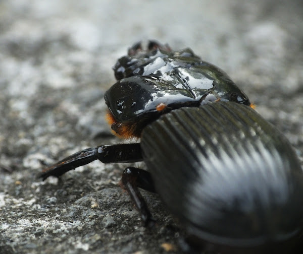 Bess Beetle | Project Noah