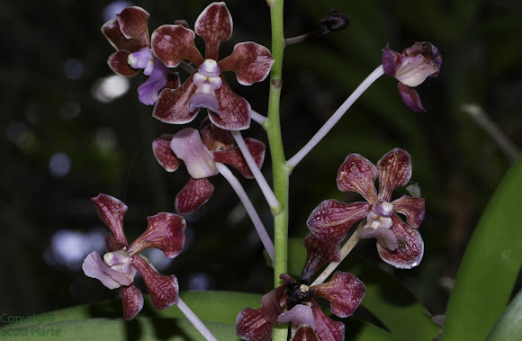 Vanda limbata | Project Noah