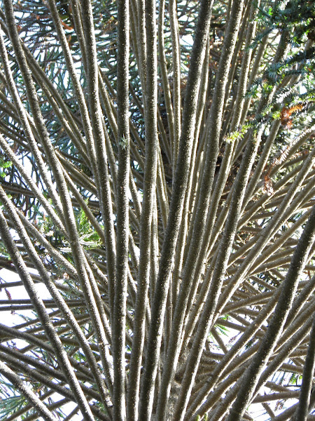 Araucaria bidwillii (bunya pine) | Project Noah