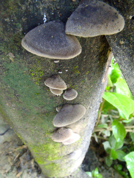 Shell-like Fungus | Project Noah