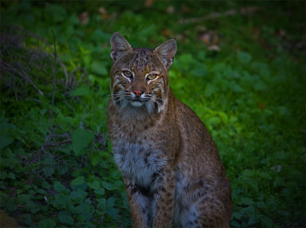 Bobcat | Project Noah