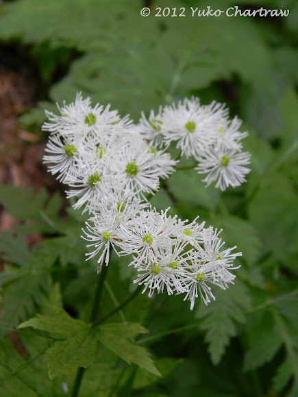 False Bugbane | Project Noah