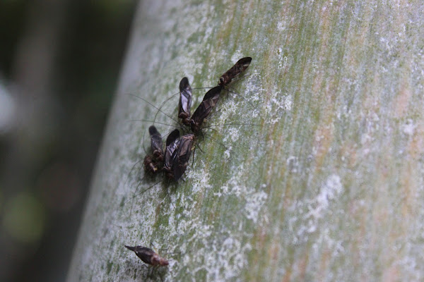 Barkflies | Project Noah