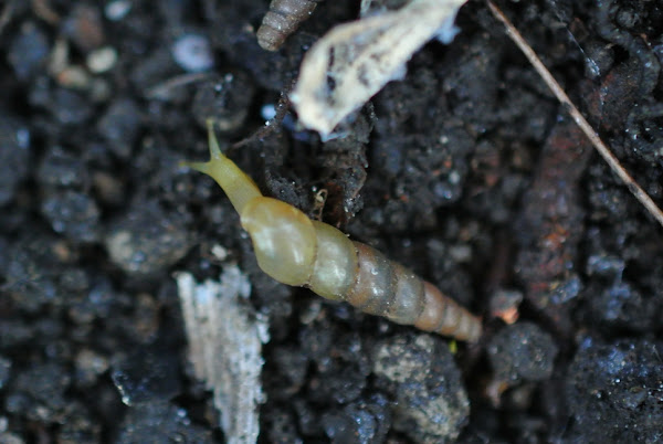 Land Snail | Project Noah