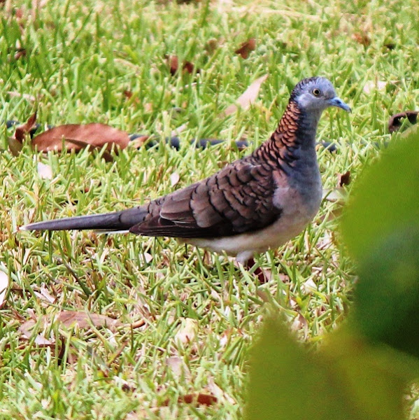Bar-shouldered Doves | Project Noah