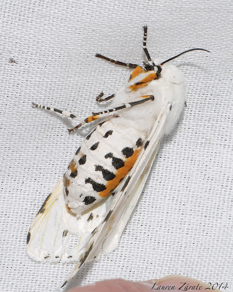 White Tiger Moth with a Fly Friend | Project Noah