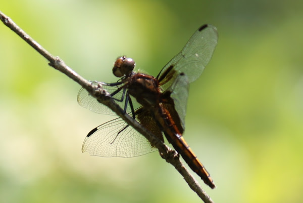 blue corporal female | Project Noah