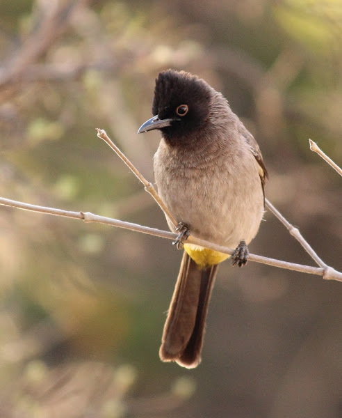 Red-eyed Bulbul | Project Noah