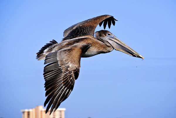 Juvenile Brown Pelican | Project Noah