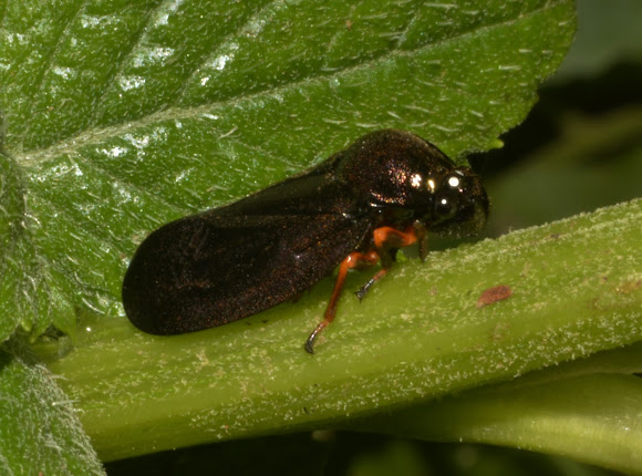 Frog Hopper / Spittle Bug | Project Noah