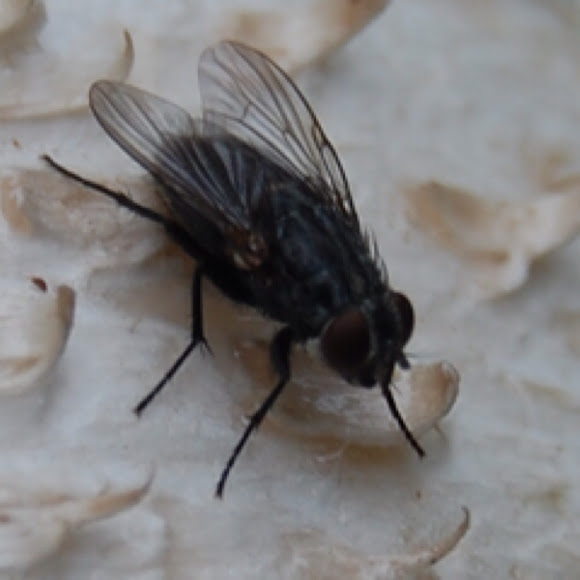 House Fly | Project Noah